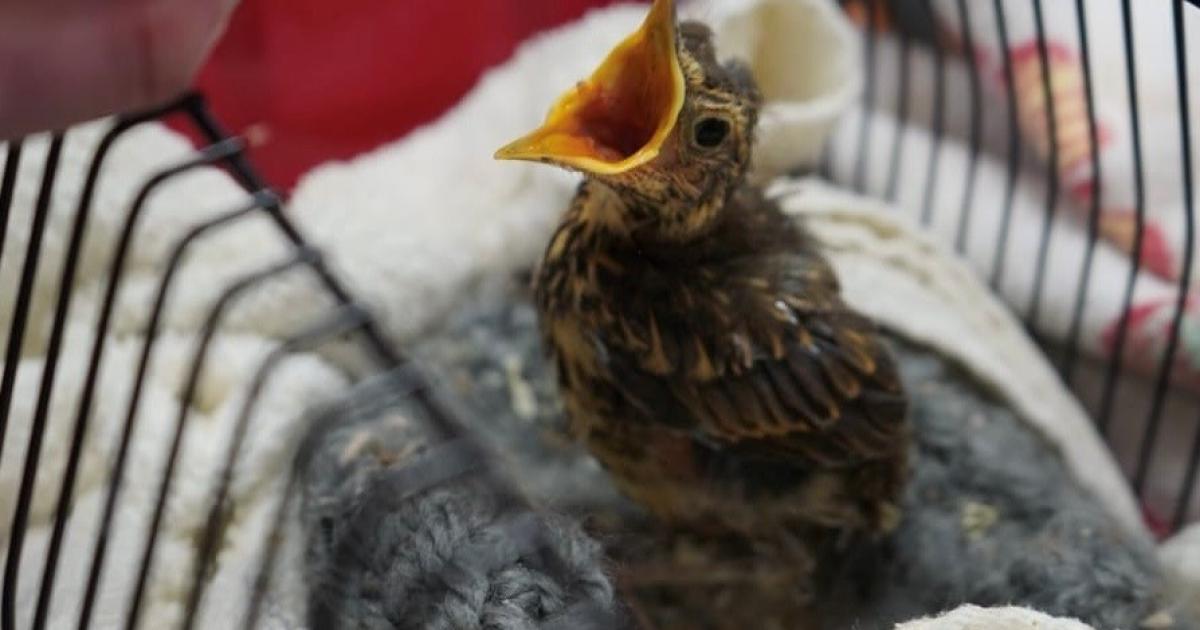 Spring has Sprung - USPCA encourages public to help birds this nesting ...