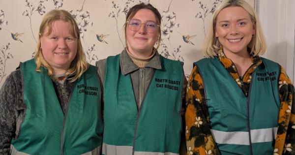 Rescue charity appeals for help to safeguard stray cats - Alpha ...