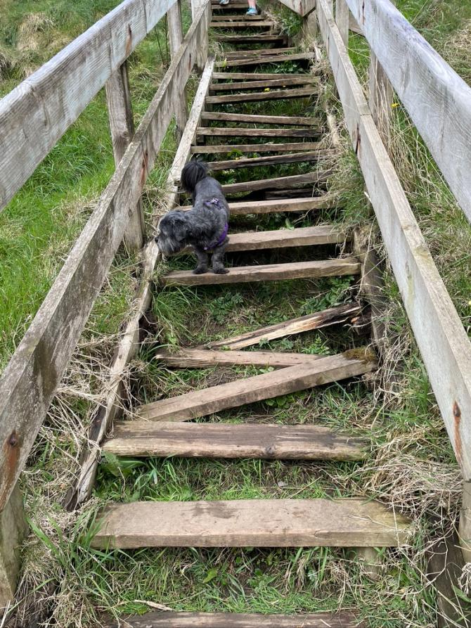 A step in the wrong direction! - Alpha Newspaper Group